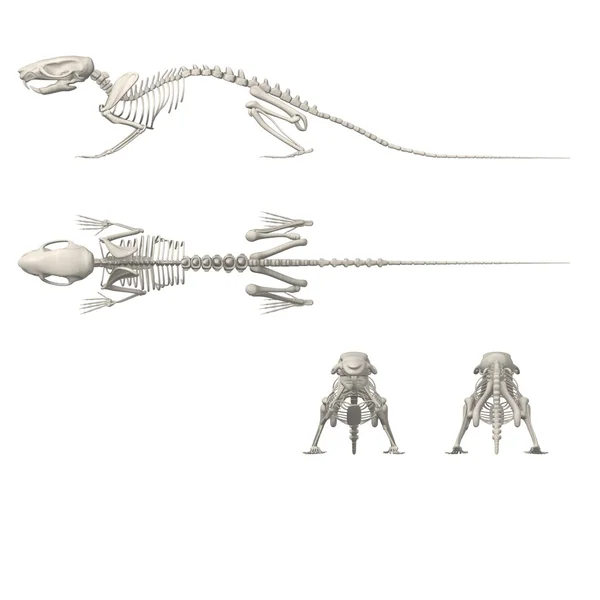 Mouse skeleton Stock Photos, Royalty Free Mouse skeleton Images ...