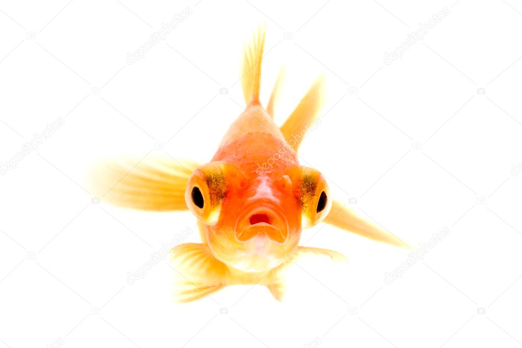Gold Fish Facing Forward — Stock Photo © chrishowey #10272273
