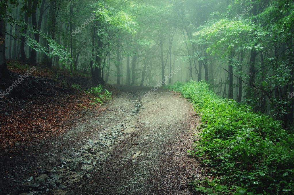 Dark Green Forest Path