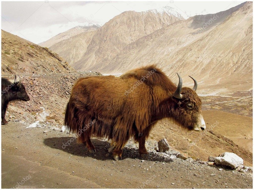 Himalayas animals (Ladakh) — Stock Photo © ratnavideo #10291868