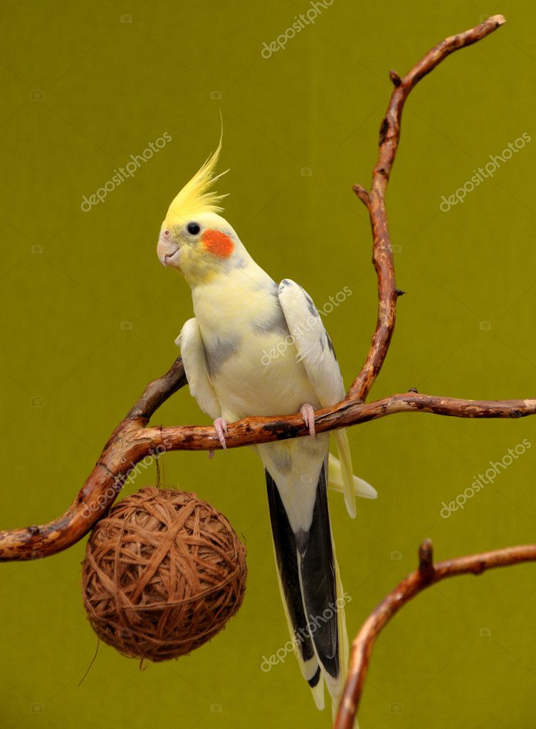 Loro de cacatúa australiano en una rama 2024