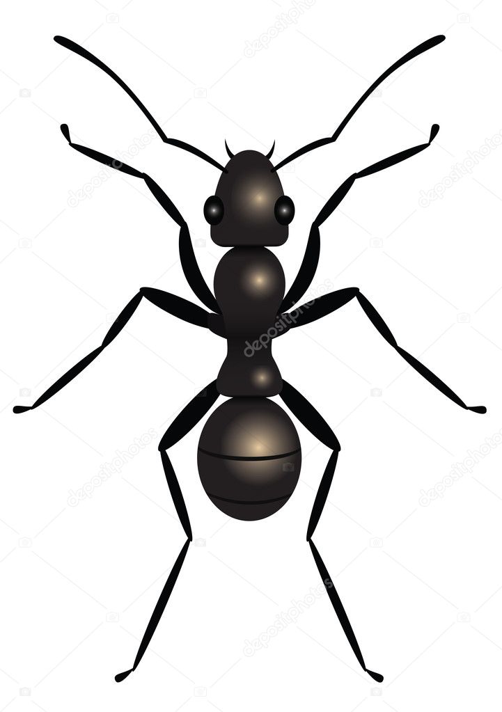 Vue de dessus de fourmi — Image vectorielle losw © #10504384