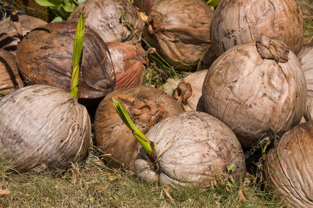 Old coconut Stock Photo by ©OlegDoroshenko 10487093