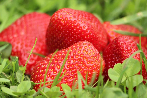 Ripe and unripe Strawberries — Stock Photo © russbucks #3218094