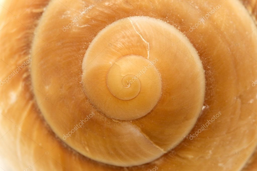 Seashell Stock Photo by ©onlyfabrizio 10282842