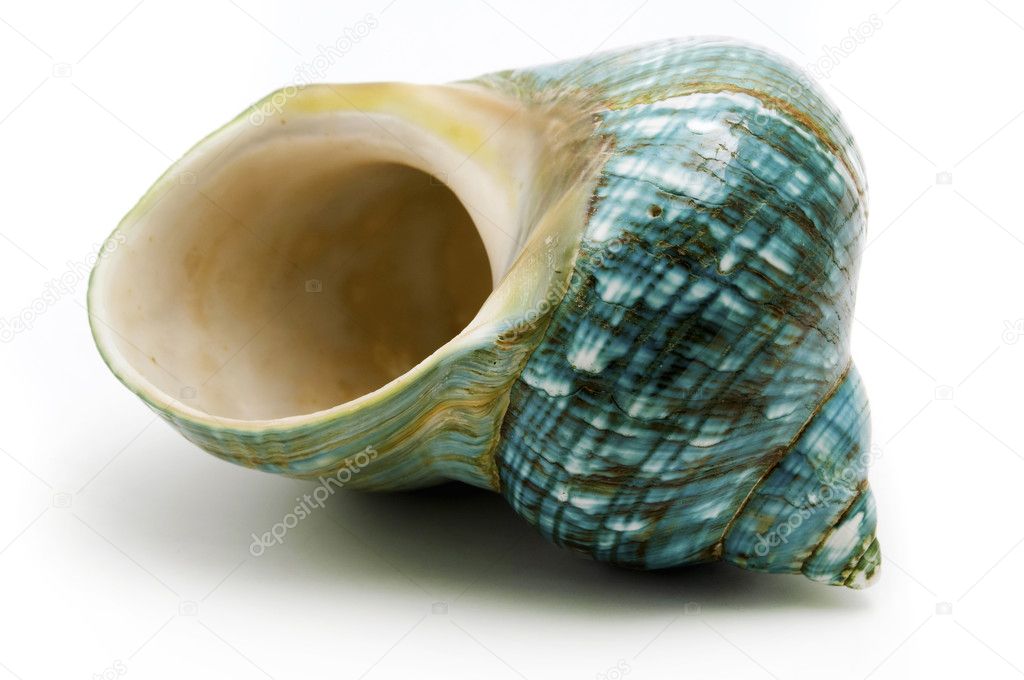 Blue Seashell Stock Photo by ©onlyfabrizio 10295700