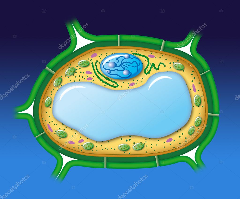 Structure dune cellule végétale — Image vectorielle alexonline © #10730822